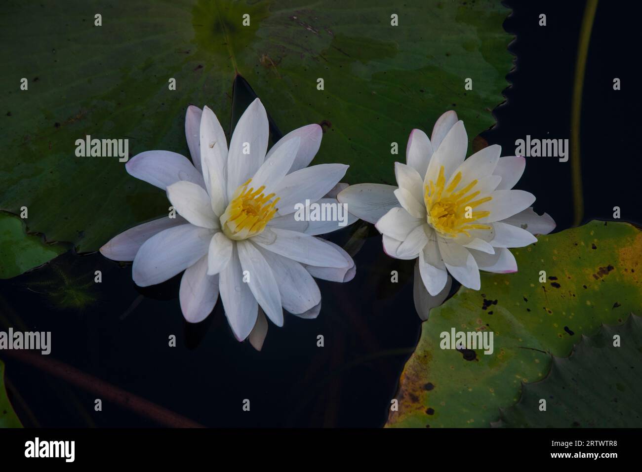 Full bloomed White-Water Lily (Nymphaeaceae, water lilies, lilly), the ...