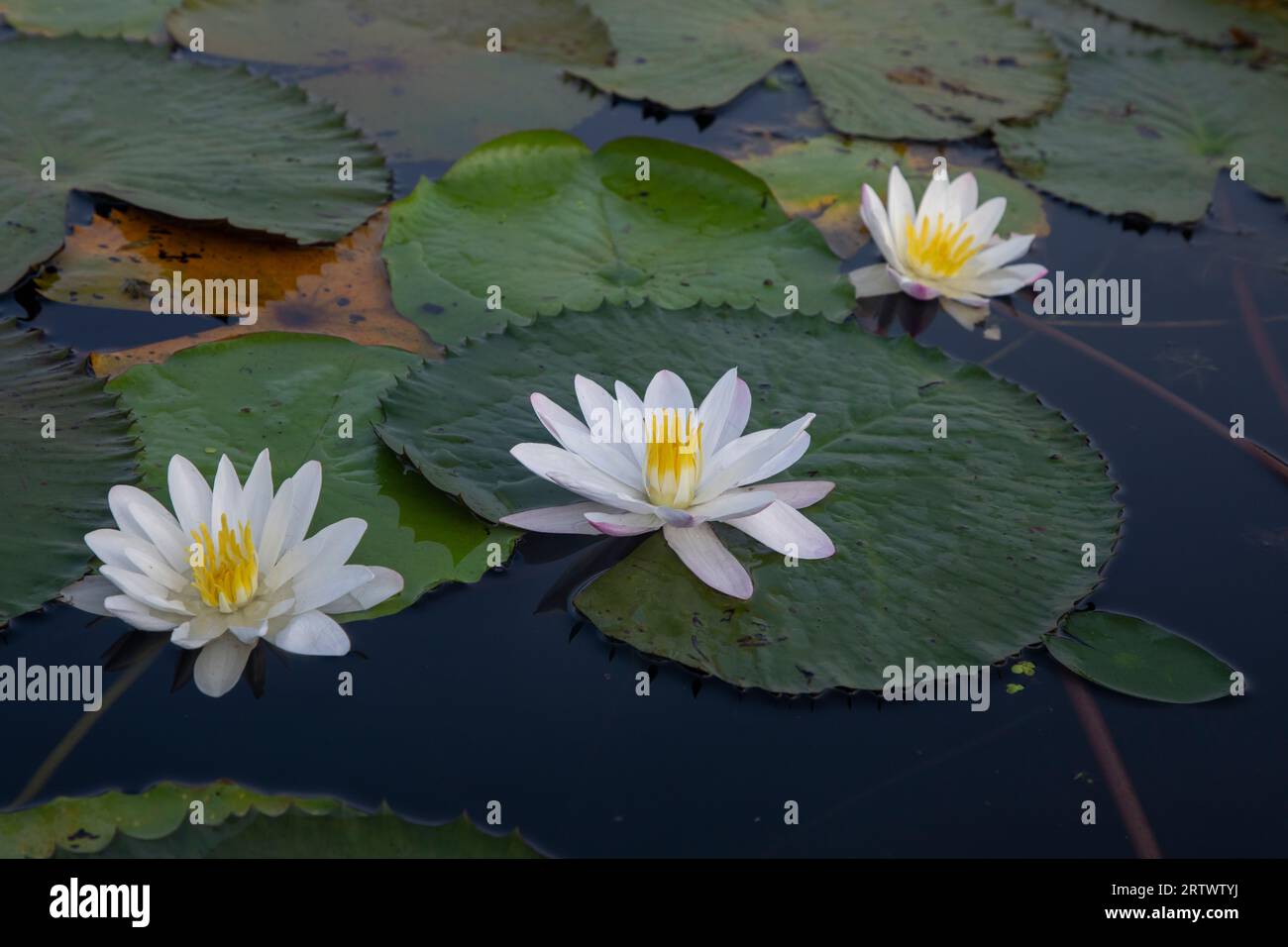 Full bloomed White-Water Lily (Nymphaeaceae, water lilies, lilly), the ...