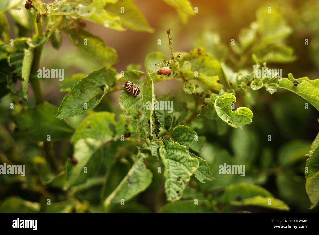 Colorado potato beetle, Leptinotarsa decemlineata, in potato leaves ...