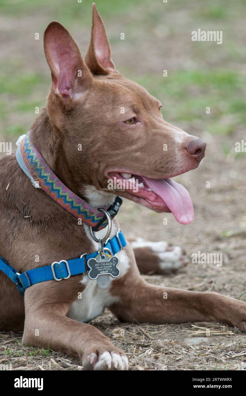 Happy relaxed pit-bull laying down at the park Stock Photo - Alamy