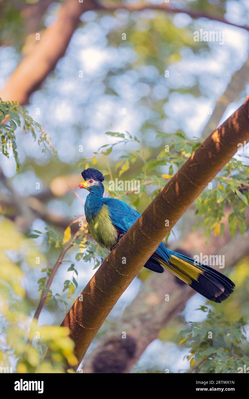 Black wings yellow belly hi-res stock photography and images - Alamy