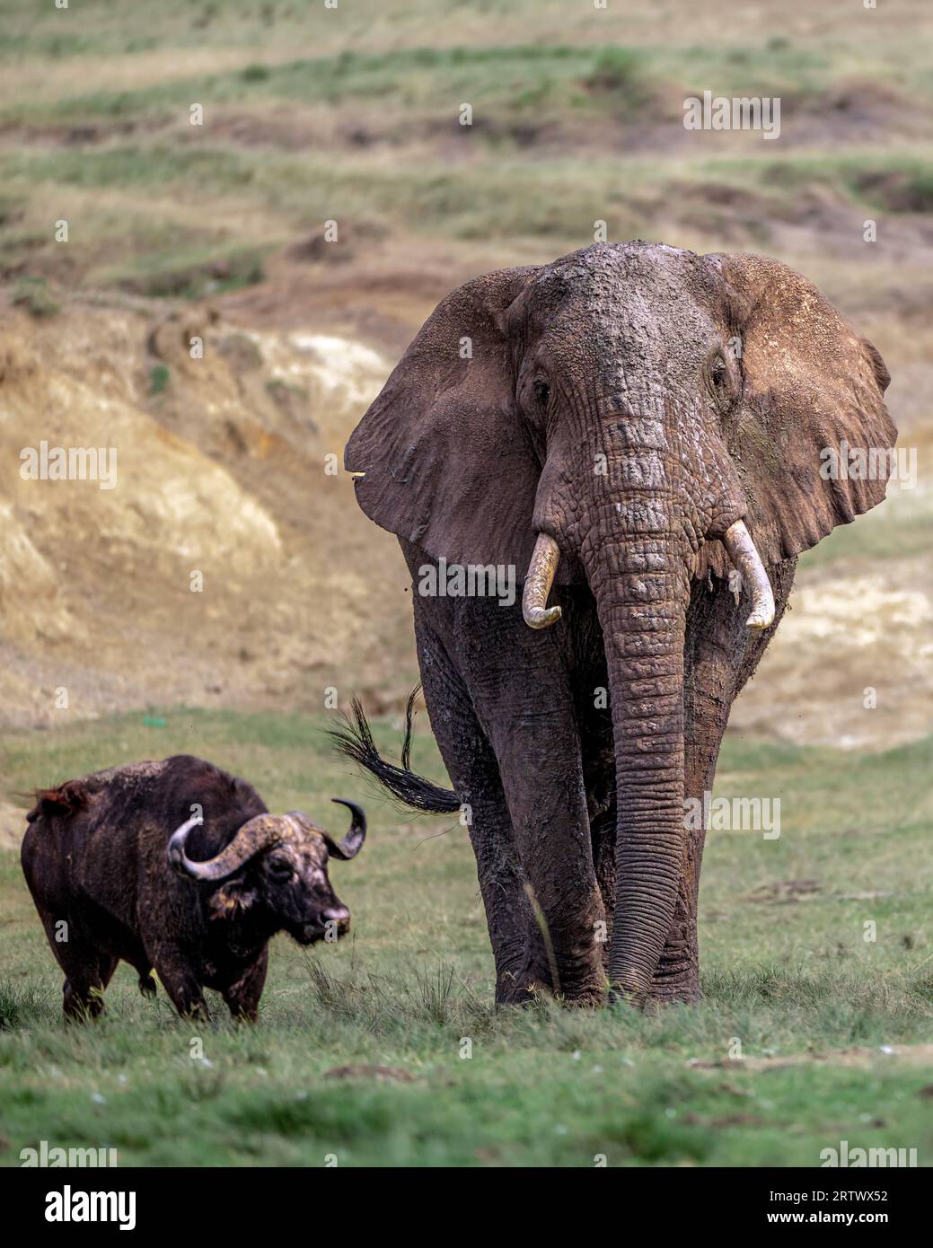African Elephant Vs African Buffalo - size comparison Stock Photo - Alamy African Elephant Vs African Buffalo - size comparison Stock Photo - Alamy
