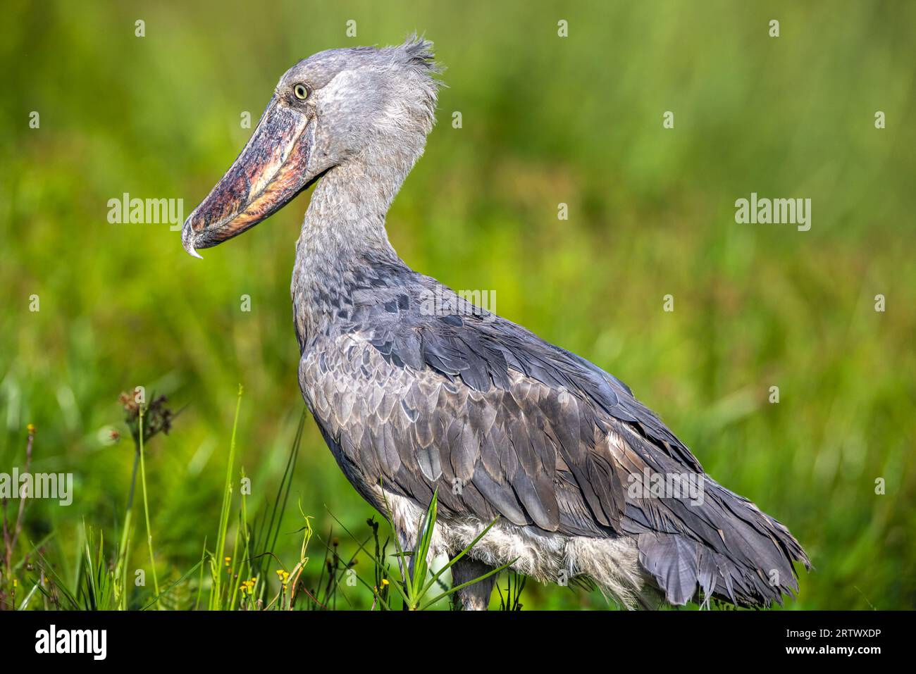 Shoebill Stork or Whale-headed Stork Stock Photo - Alamy