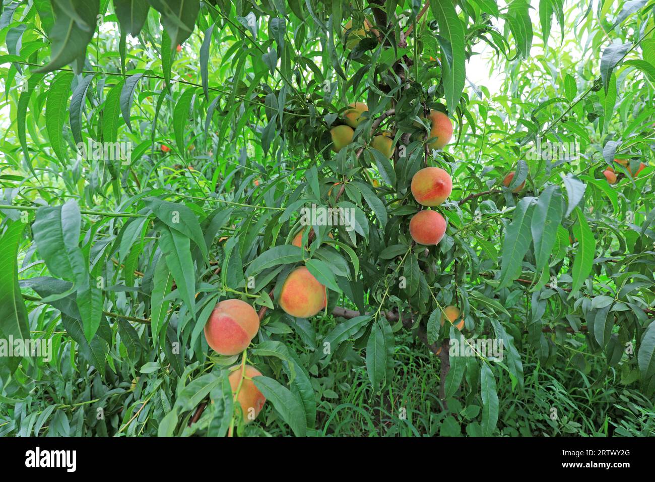 Fresh peaches grow on peach trees Stock Photo - Alamy