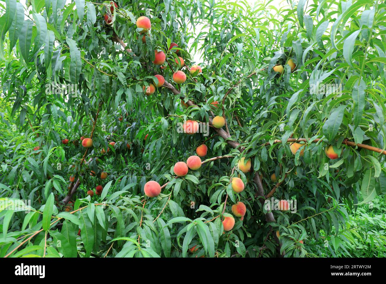 Fresh peaches grow on peach trees Stock Photo - Alamy
