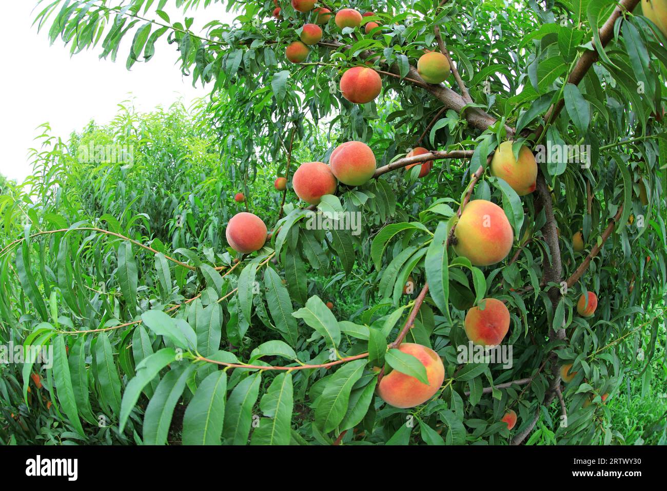 Fresh peaches grow on peach trees Stock Photo - Alamy