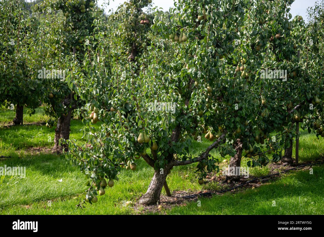 Green organic orchards with rows of Conference pear trees with ripe ...