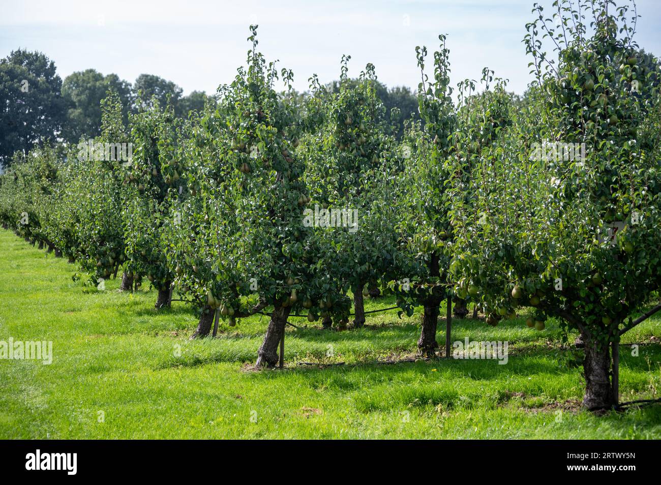 Green organic orchards with rows of Conference pear trees with ripe ...