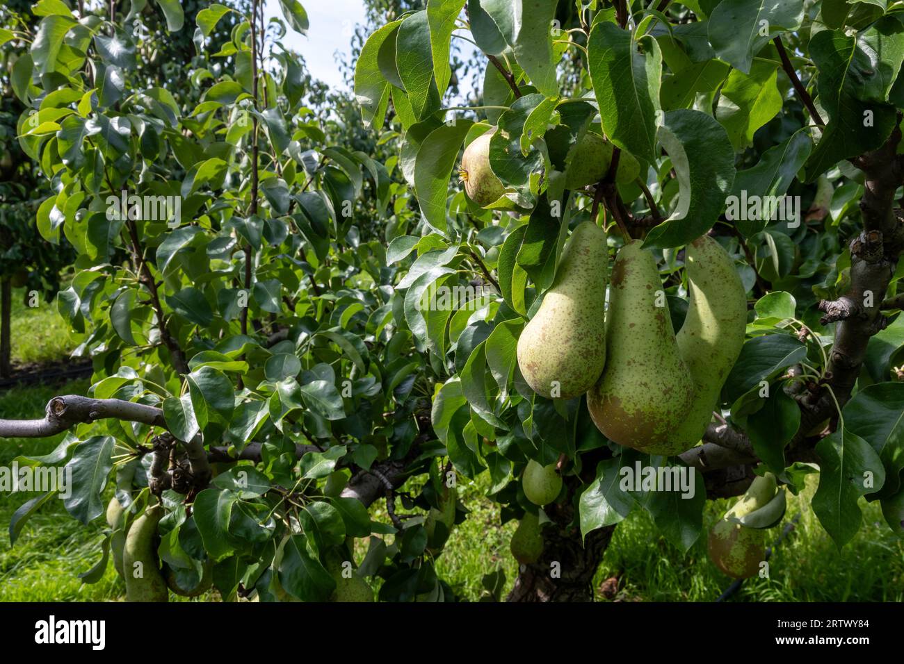 Green organic orchards with rows of Conference pear trees with ripe ...