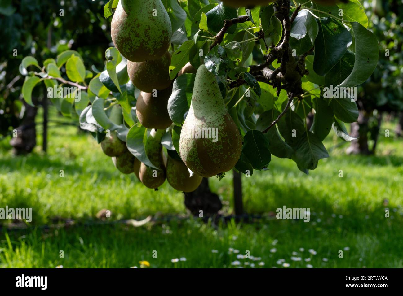 Green organic orchards with rows of Conference pear trees with ripe ...