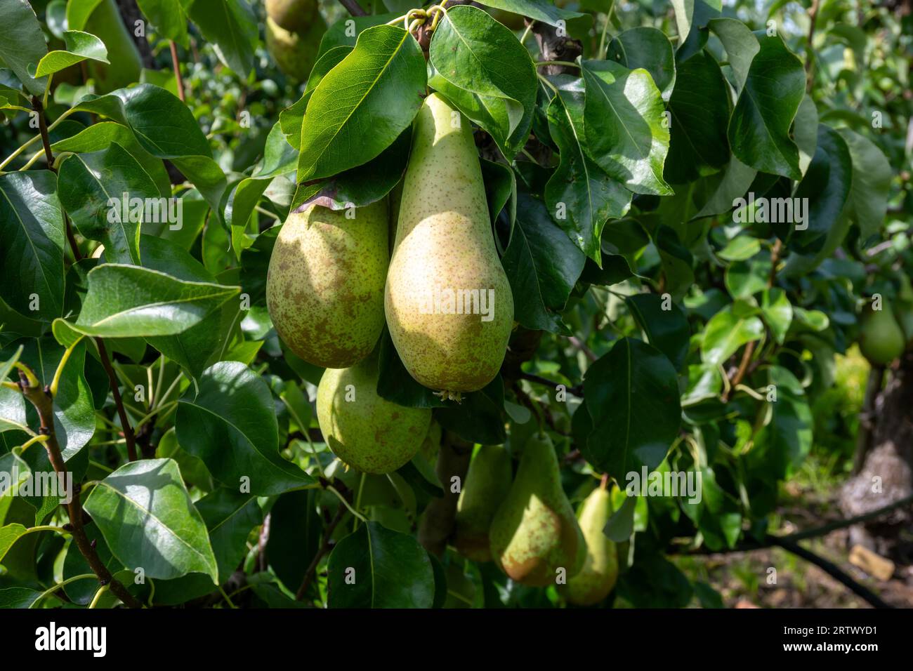 Green organic orchards with rows of Conference pear trees with ripe ...