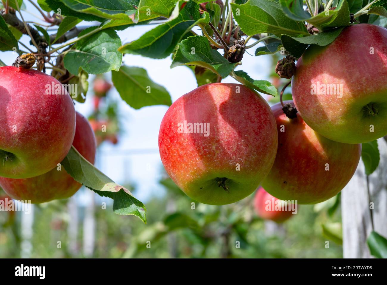 Harvesting time in fruit region of Netherlands, Betuwe, Gelderland, organic plantation of apple ...