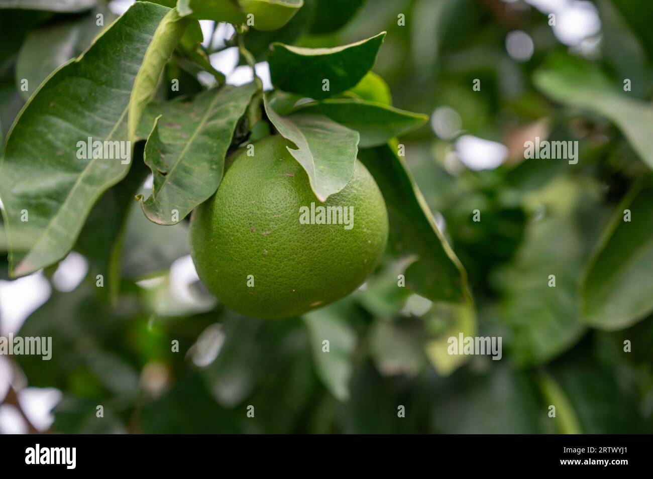 Tangerine mandarin tree with many green unripe citrus fruits in Italy ...