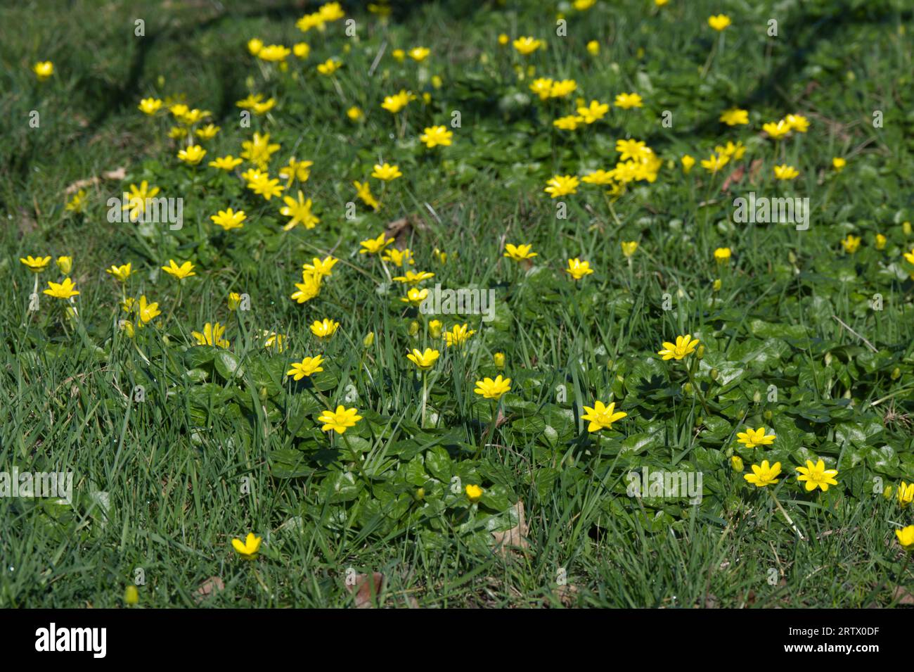 bright yellow early spring flowers of Ficaria verna, also known as ...