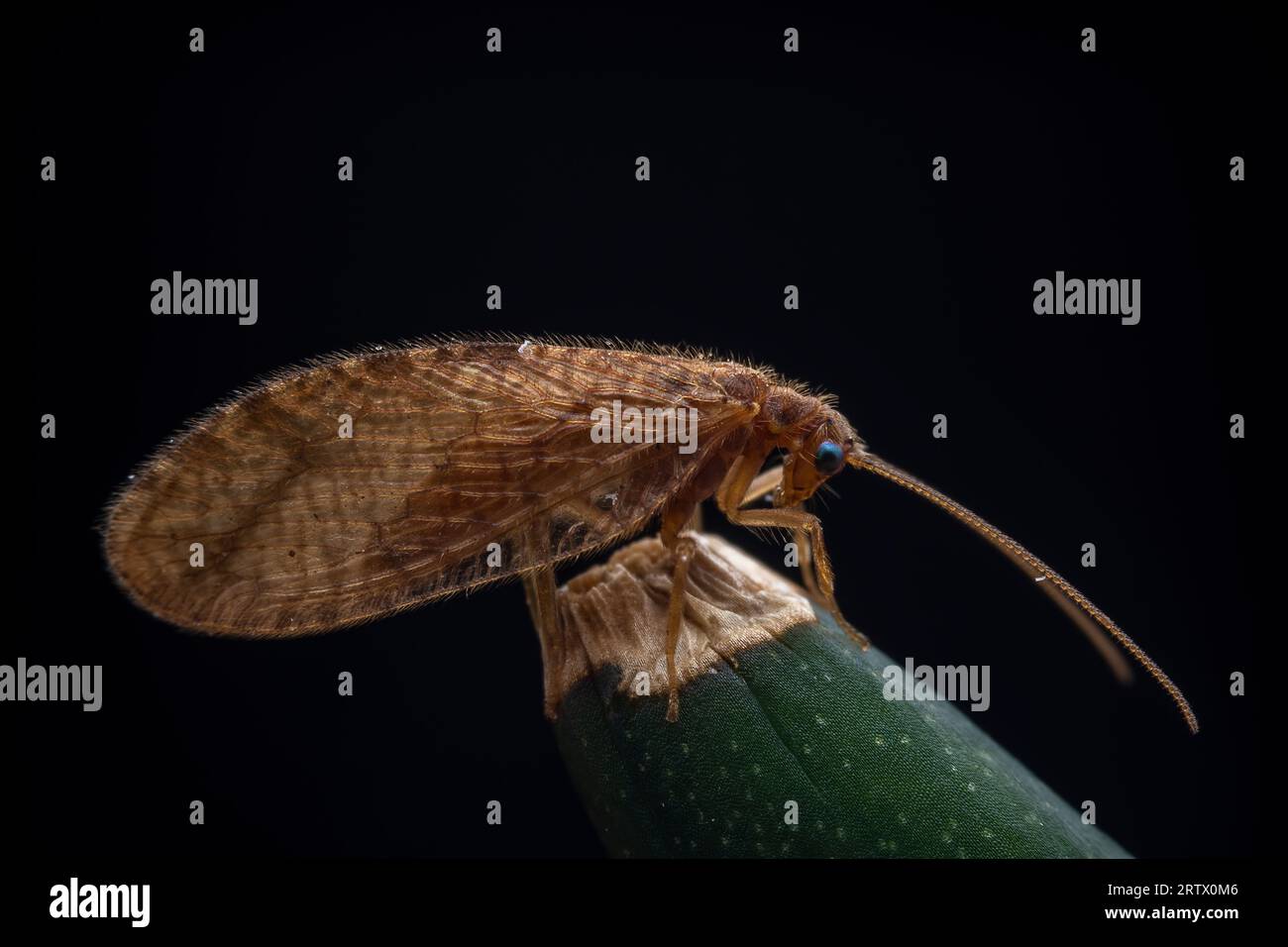 An insect called brown lacewing is on a black background in North China ...