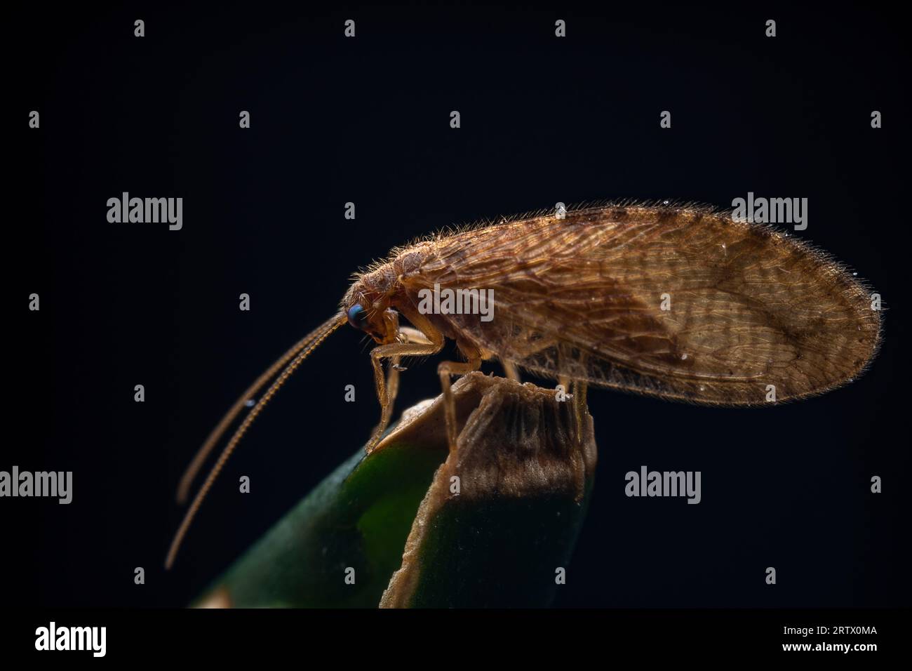 An insect called brown lacewing is on a black background in North China ...