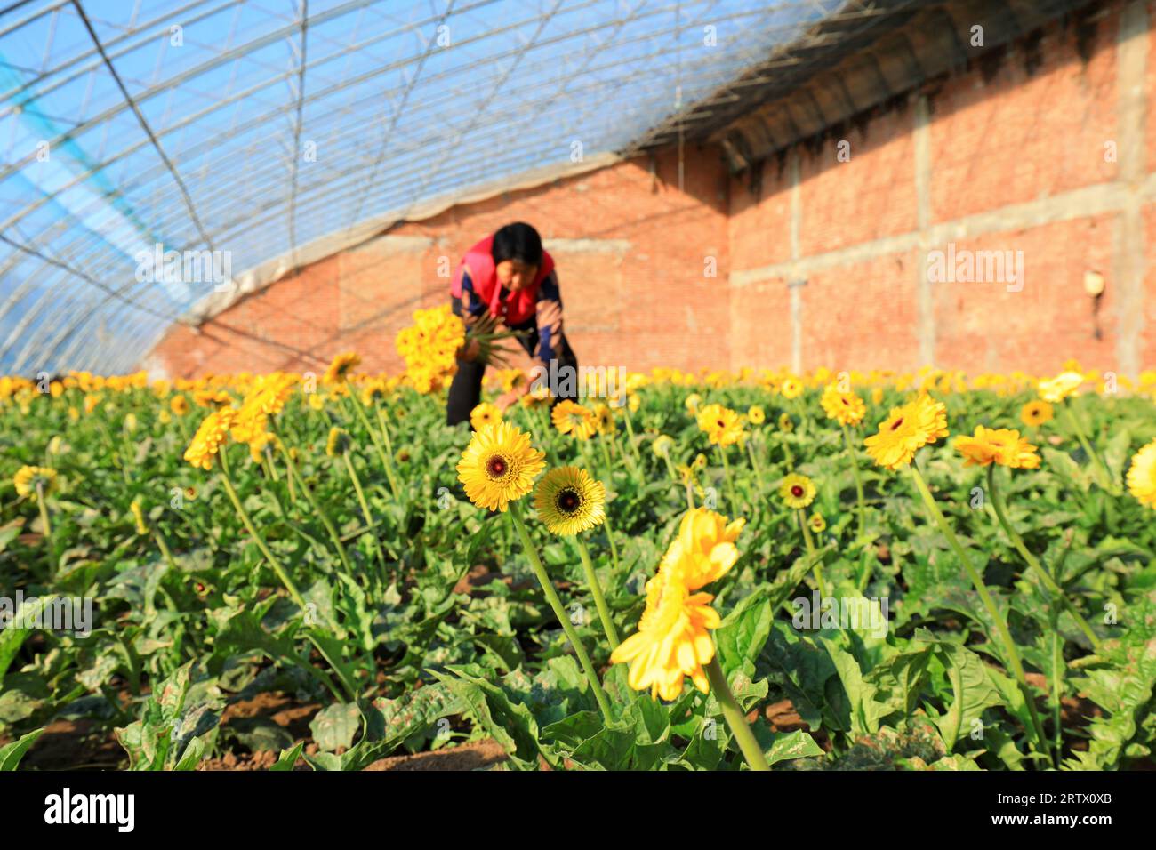 farmers collect fresh cut gerbera flowers in a greenhouse, North China ...