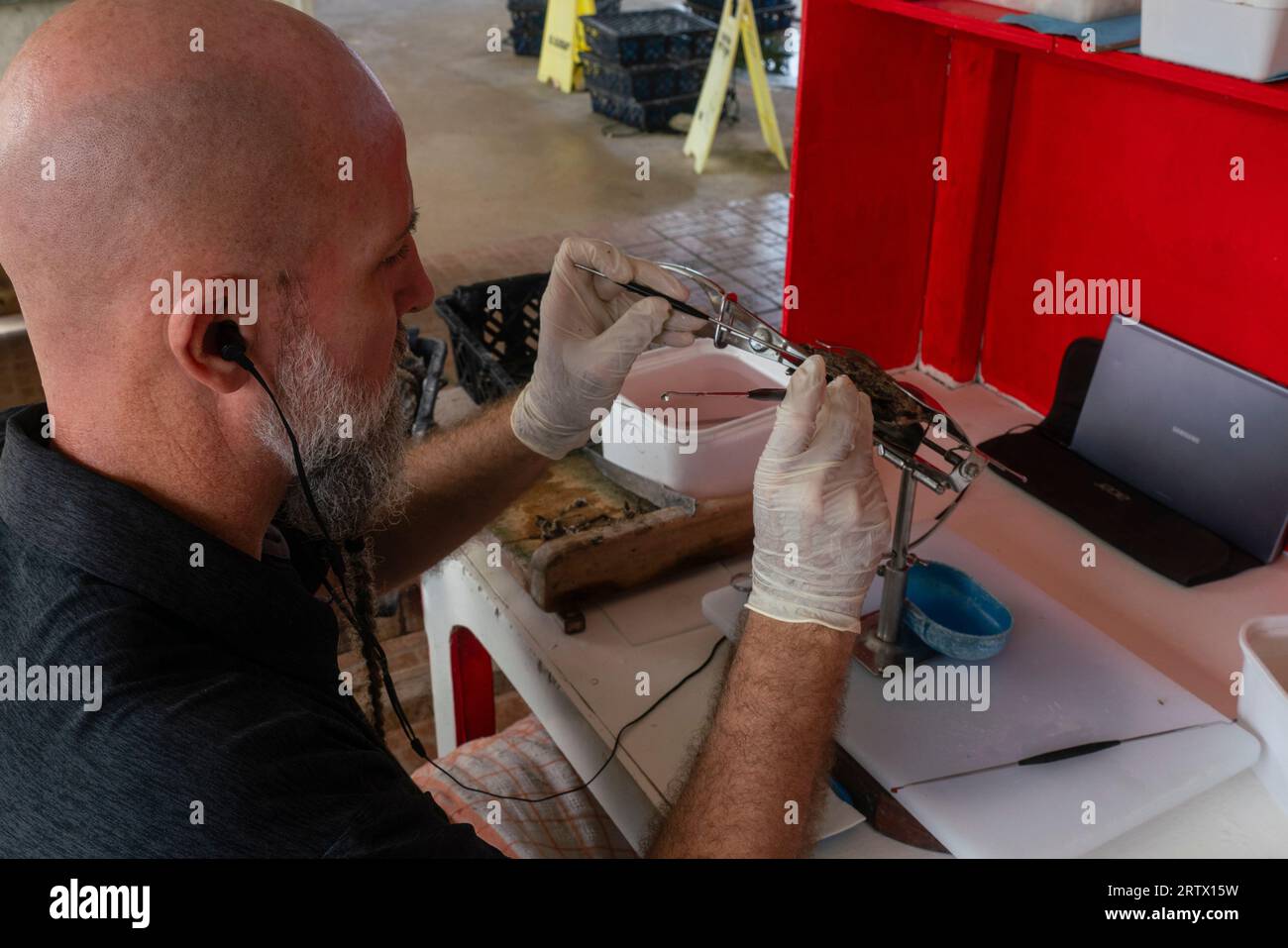 Hinano Pearls farm, Rangiroa, Tuamotu archipelago, French Polynesia ...