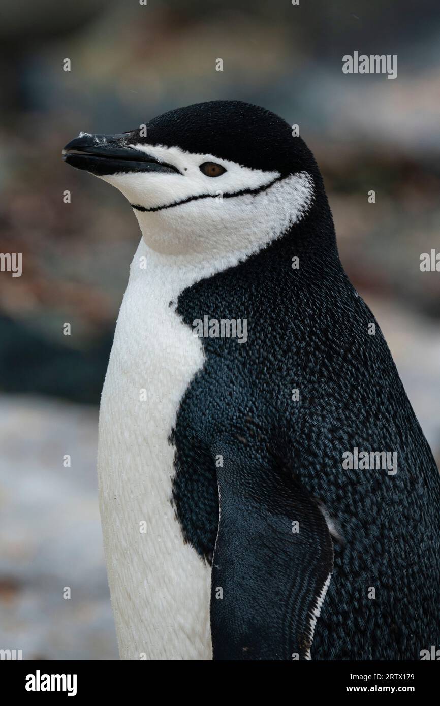 Chinstrap penguin (Pygoscelis antarcticus), Half Moon Island ...