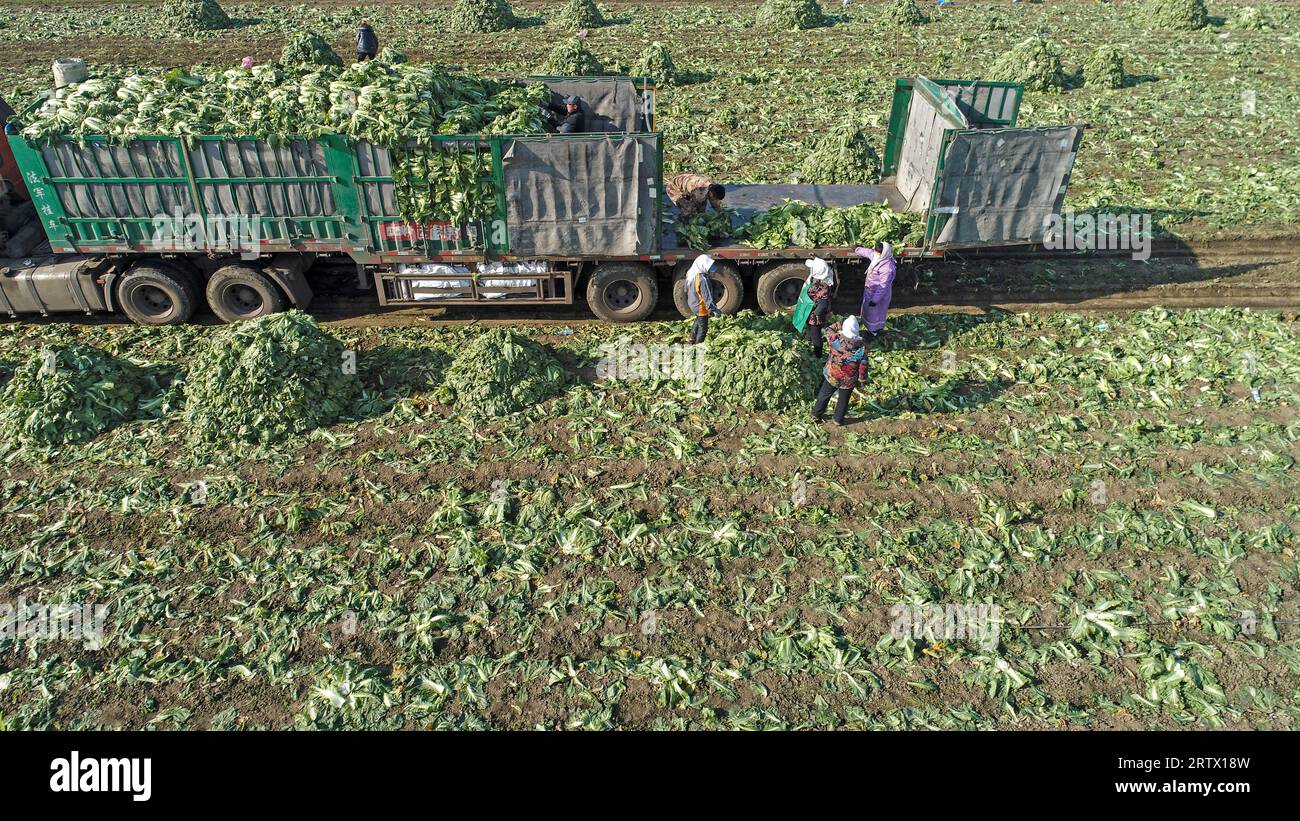 Chinese cabbage winter hi-res stock photography and images - Alamy