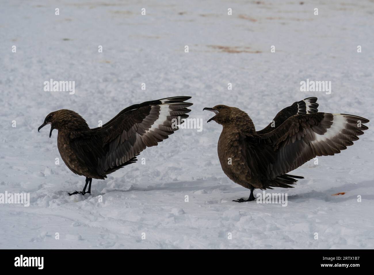 Brown Skua (Catharacta antarctica), Damoy Point, Wiencke Island, Antarctica Stock Photo - Alamy