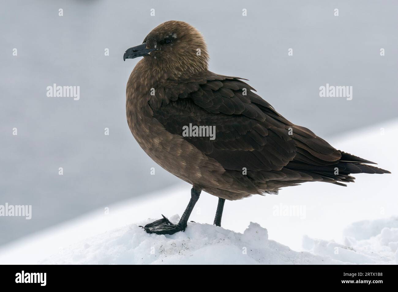 Brown Skua (Catharacta antarctica), Damoy Point, Wiencke Island, Antarctica Stock Photo - Alamy
