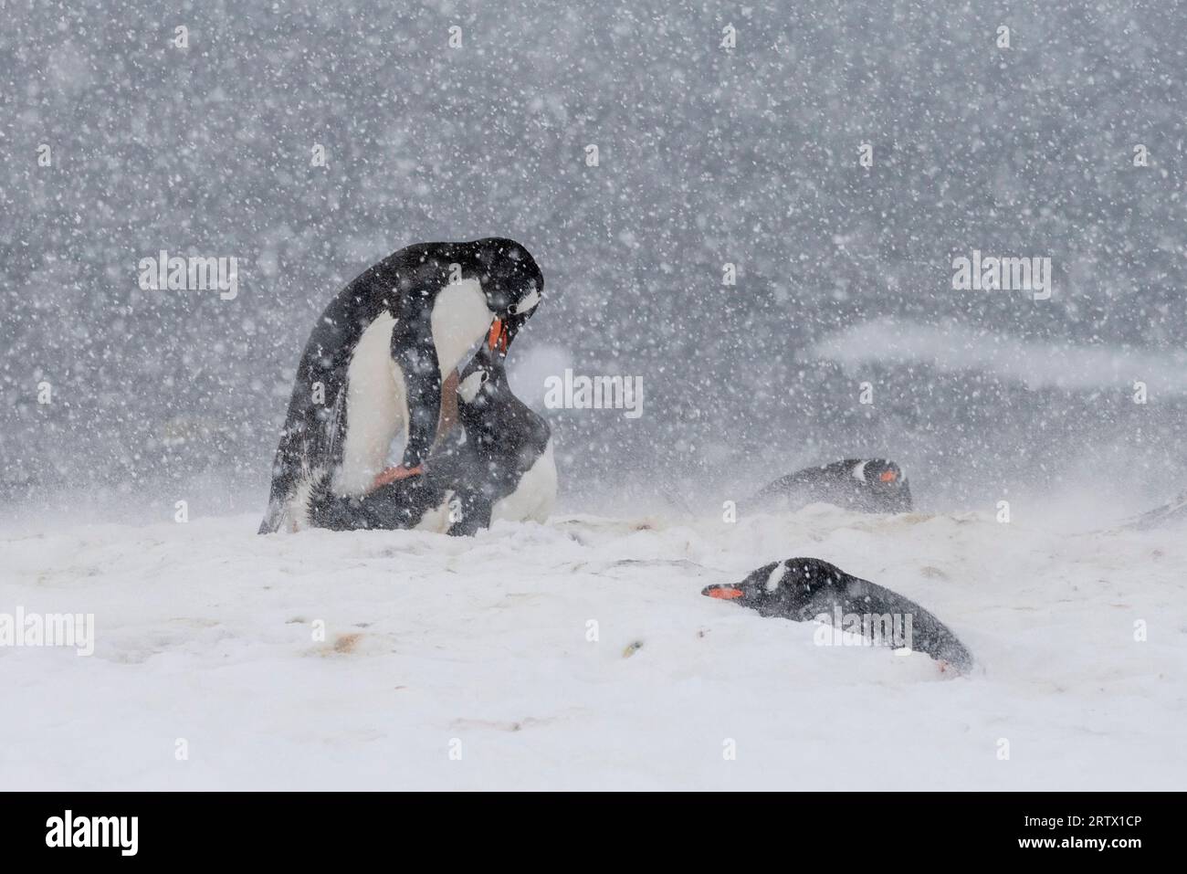Penguin mating behavior hi-res stock photography and images - Alamy