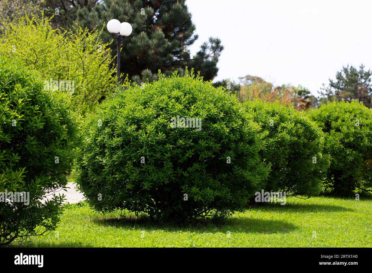 The bright green leaves of evergreen plant Japanese spindle or Euonymus ...