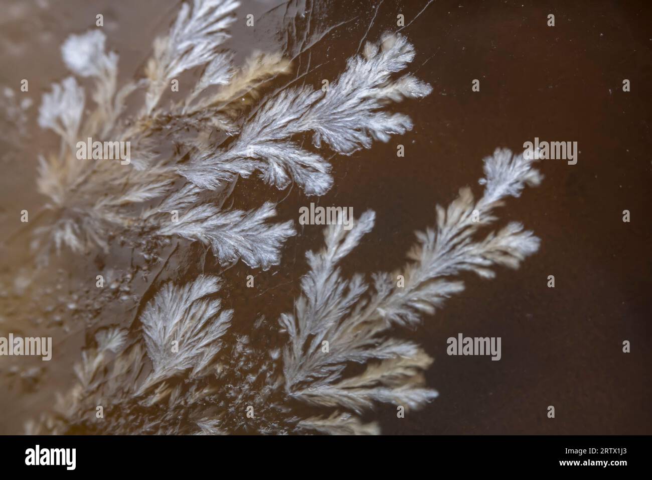 Preserved egg surface texture structure, macro photography Stock Photo ...