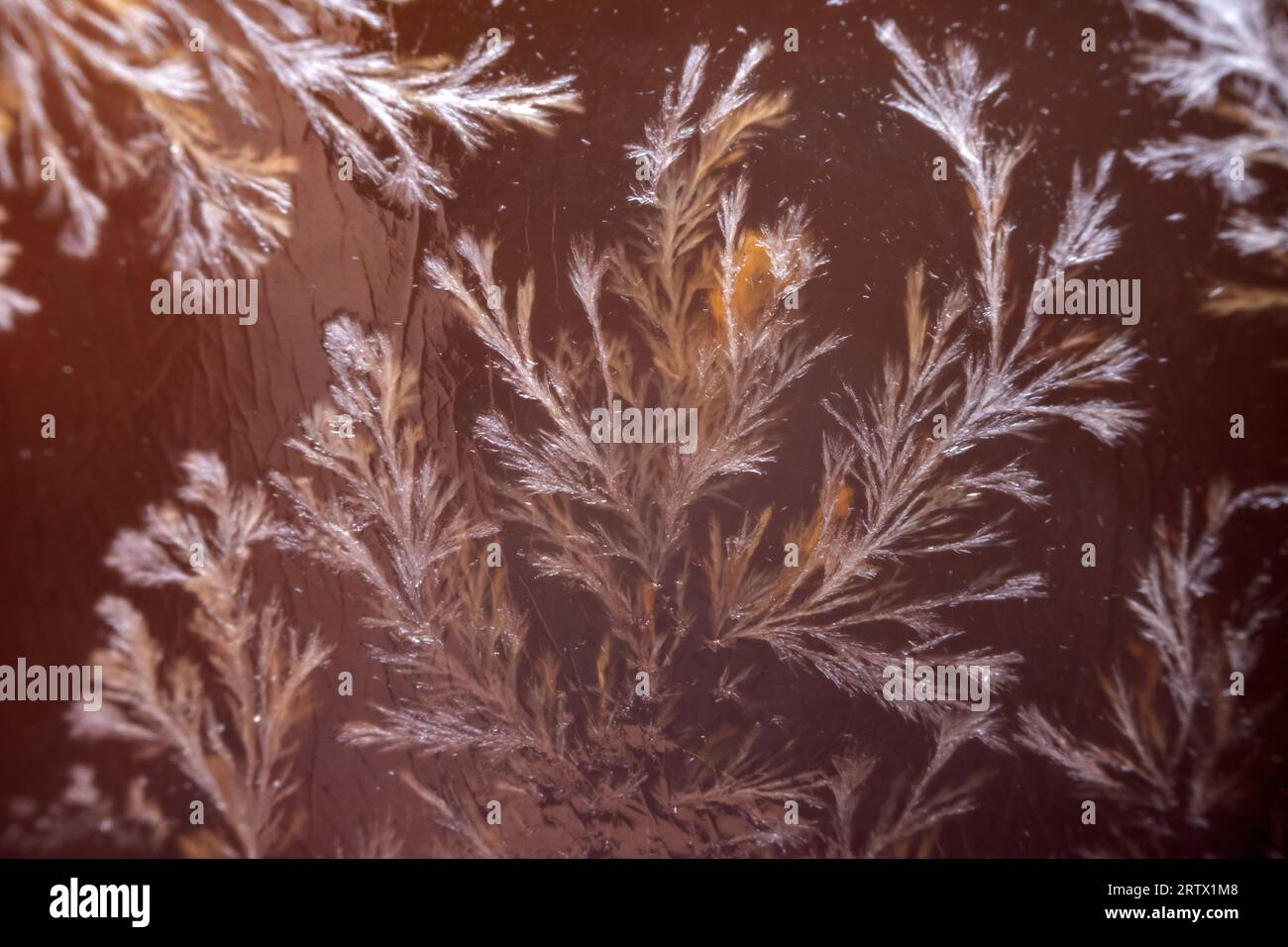 Preserved egg surface texture structure, macro photography Stock Photo ...