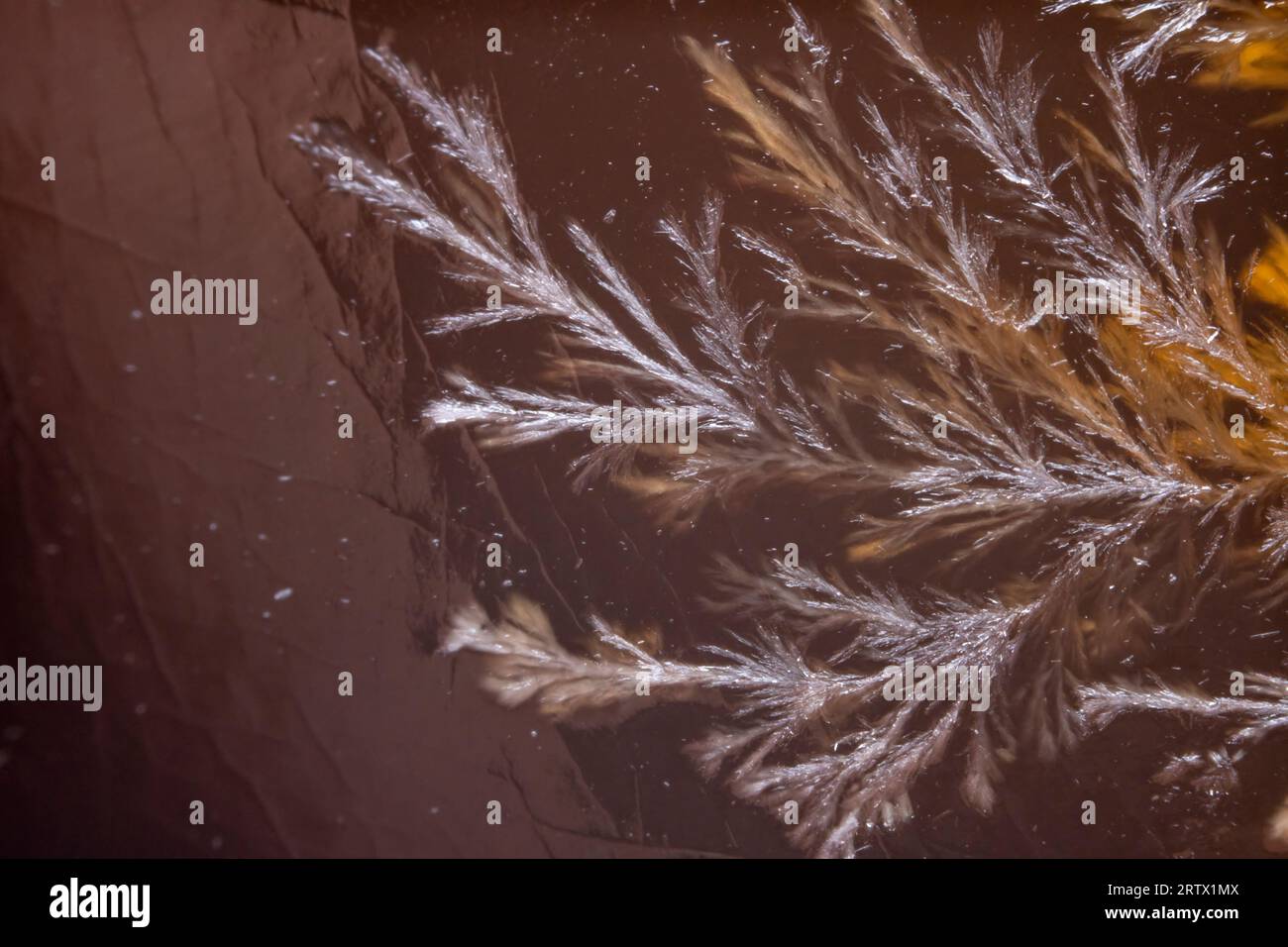 Preserved egg surface texture structure, macro photography Stock Photo ...