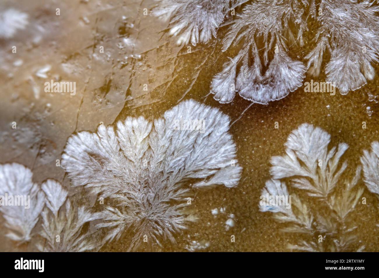 Preserved egg surface texture structure, macro photography Stock Photo ...