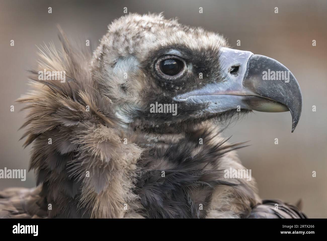 Raptorial birds hi-res stock photography and images - Alamy