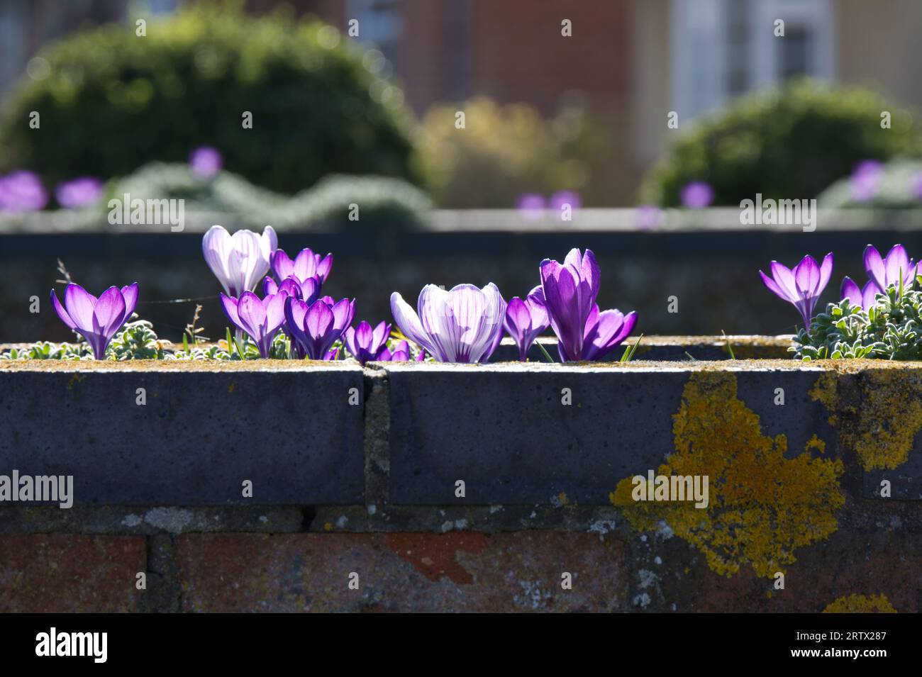 Raised brick flower bed hi-res stock photography and images - Alamy