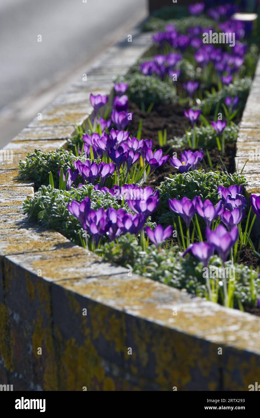 Purple spring crocus growing in a raised bed in a garden wall February ...