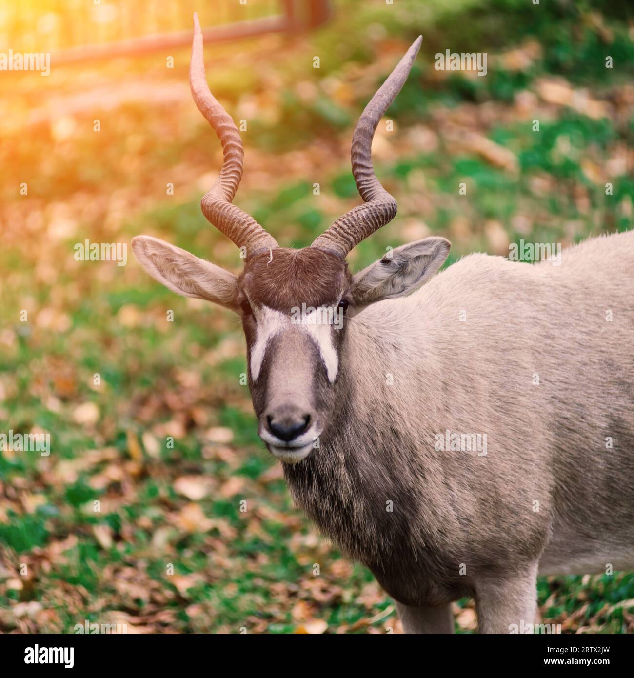 The maned ram eats hay, animal in the zoo, large rounded horns of a ram ...