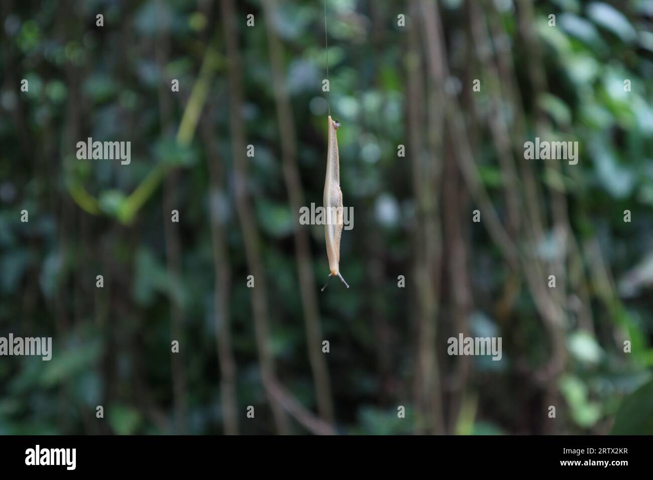 Slug look hi-res stock photography and images - Alamy