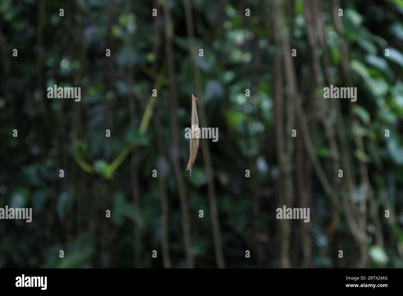 Thread of slime hi-res stock photography and images - Alamy