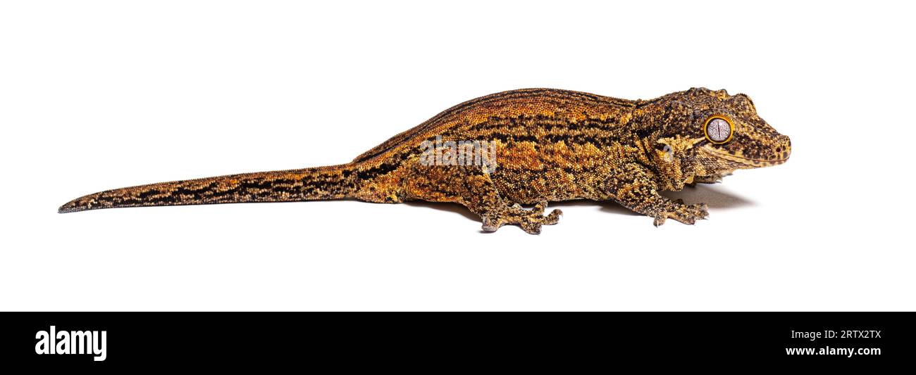 Side view of a New Caledonia bumpy gecko, Rhacodactylus auriculatus ...
