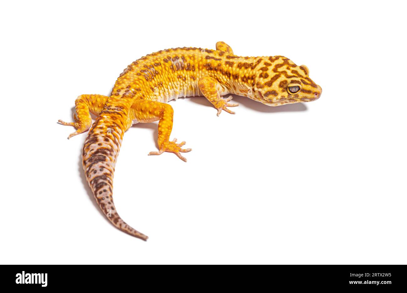 Side and dorsal view of Leopard gecko, Eublepharis macularius, isolated ...