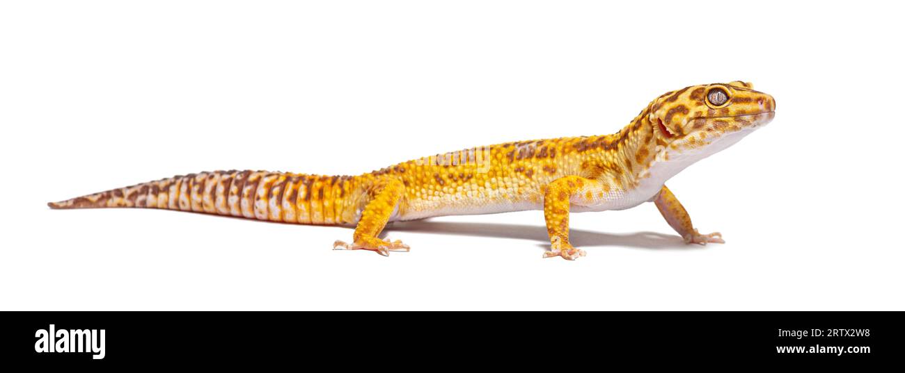 Side view of Leopard gecko, Eublepharis macularius, isolated on white ...