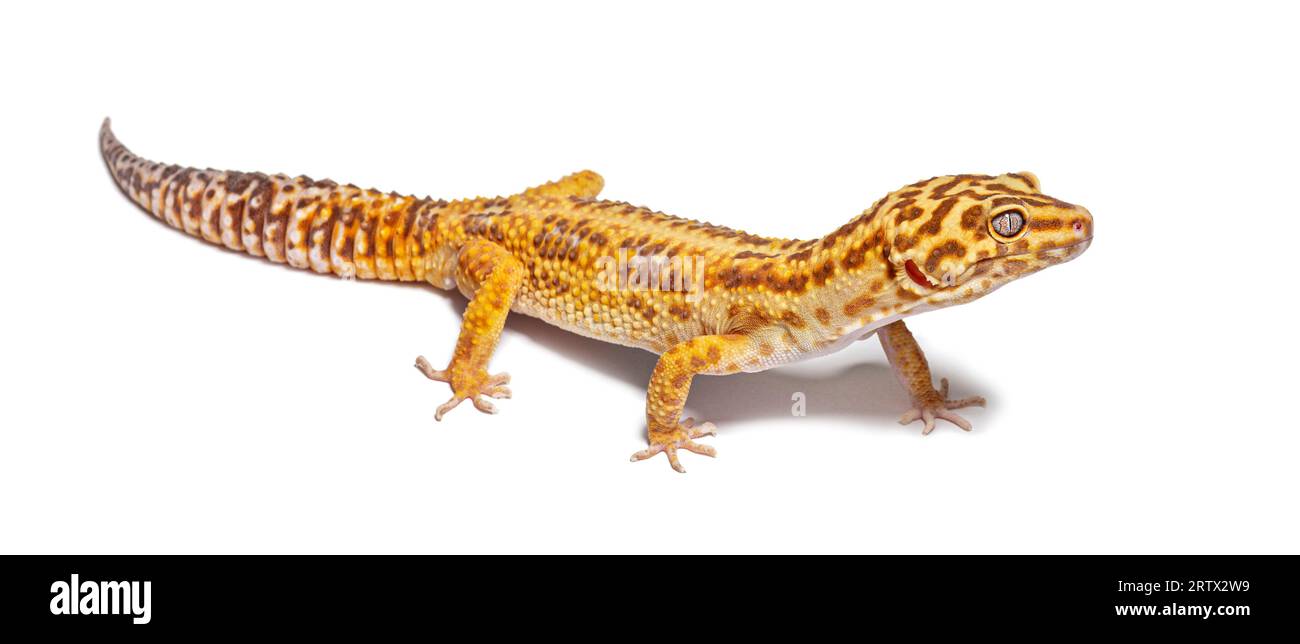 Side view of Leopard gecko, Eublepharis macularius, isolated on white ...