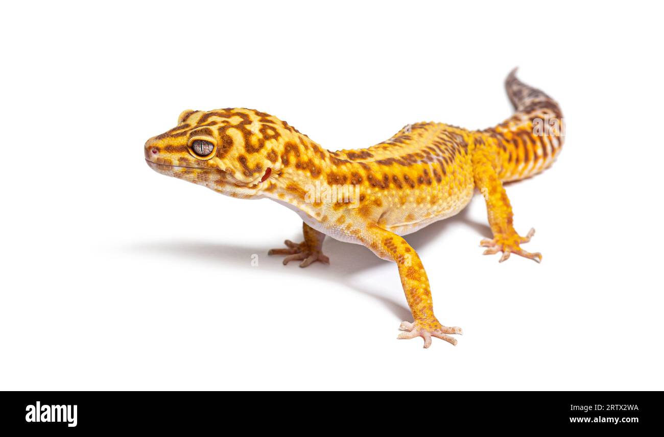 Side view of Leopard gecko, Eublepharis macularius, isolated on white ...