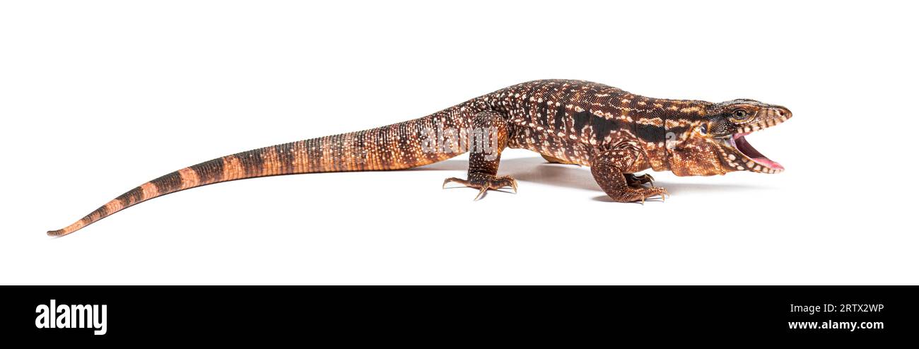 Side view of a Red tegu mouth open, Salvator rufescens, isolated on ...