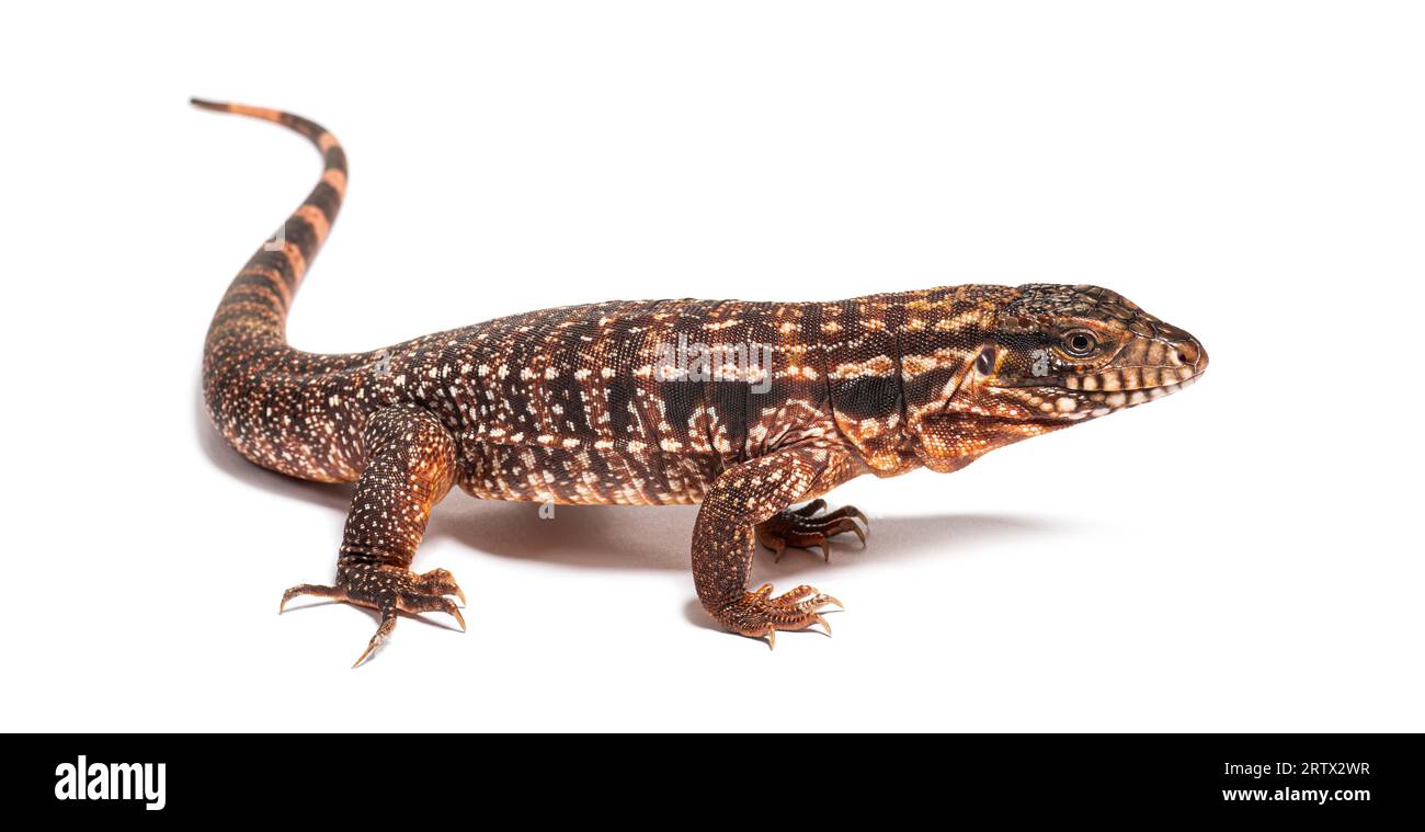 Side view of a Red tegu ,Salvator rufescens, isolated on white Stock ...