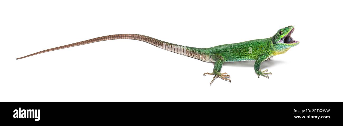 Green Timon pater specie of Wall lizard, isolated on white Stock Photo ...