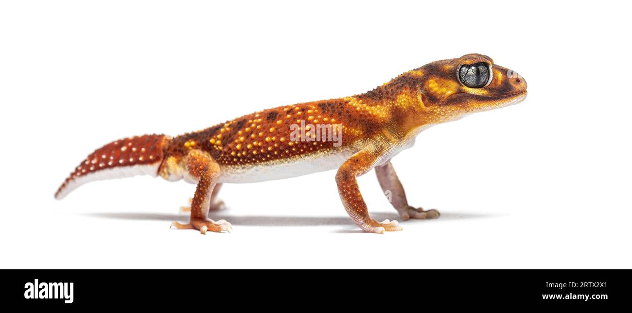 Nephrurus levis pilbarensis hi-res stock photography and images - Alamy