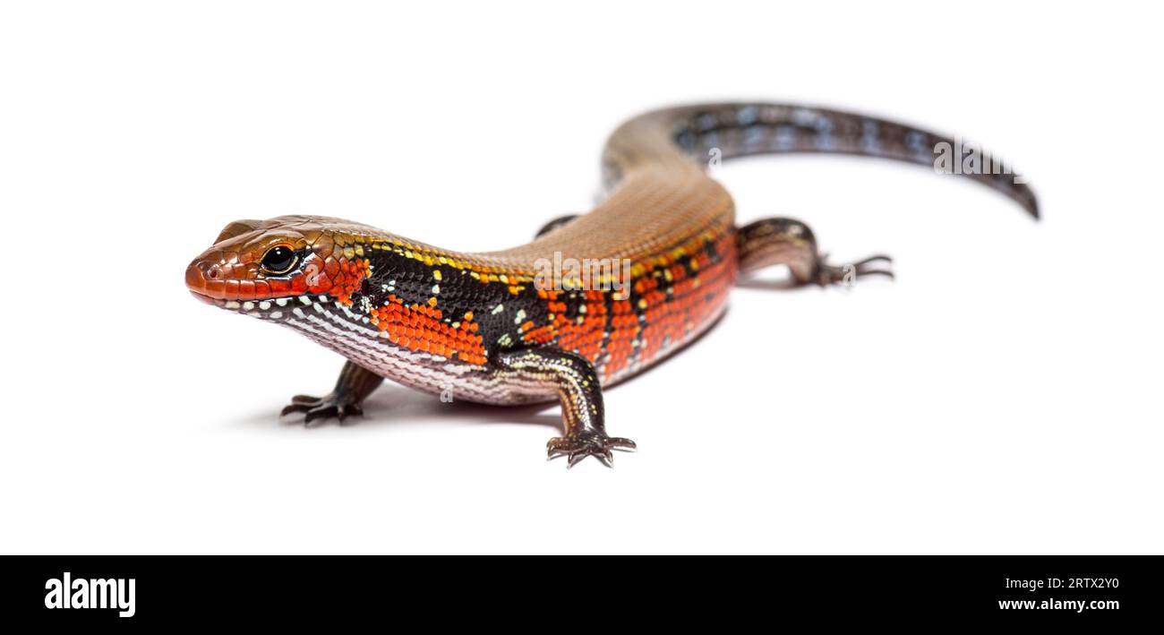 Fire skink lizard hi-res stock photography and images - Alamy