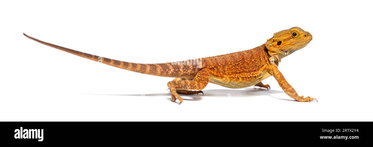 Pogona vitticeps standing hi-res stock photography and images - Alamy