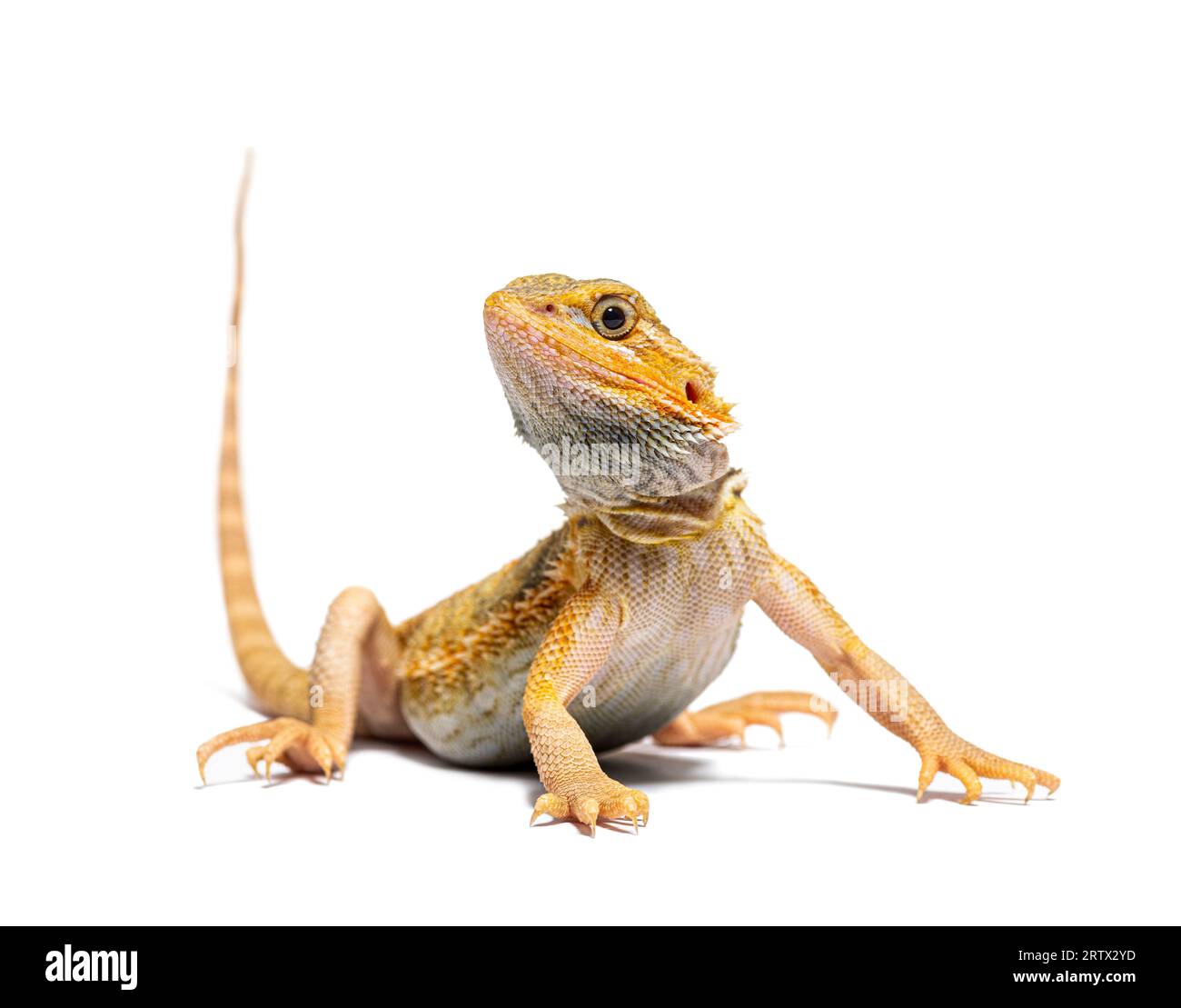 Pogona vitticeps standing hi-res stock photography and images - Alamy